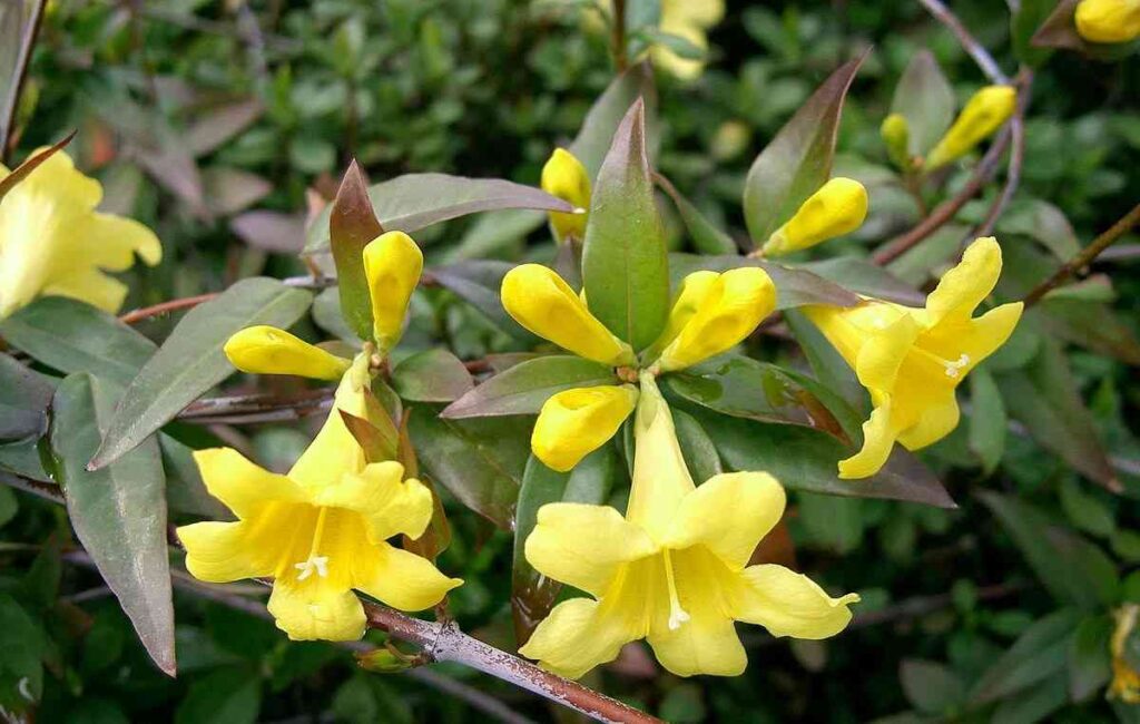 Gelsemium - ομοιοπαθητικό φάρμακο - Αριστοτέλης Βάθης MD MSc ECP ...